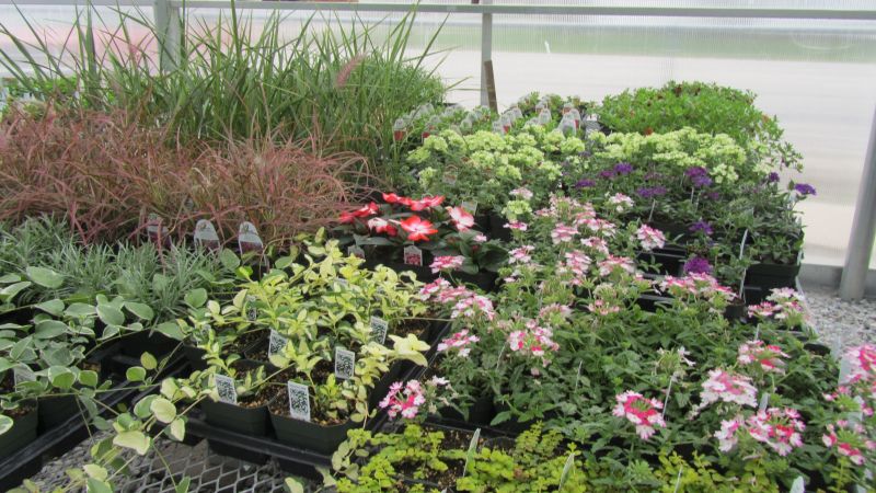 Green City R-1 Schools - GREEN CITY R-1 GREENHOUSE OPENING MONDAY, APRIL 28