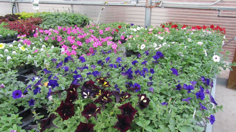 Green City R-1 Schools - GREEN CITY R-1 GREENHOUSE OPENING MONDAY, APRIL 28